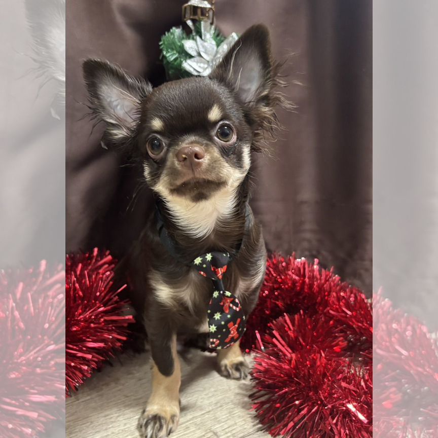 Чихуахуа, щенок