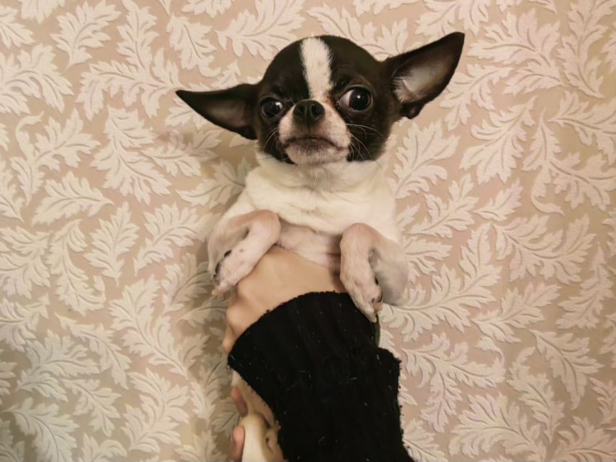 Чихуахуа Эльф