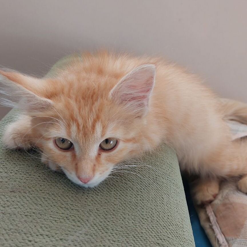 Котофей