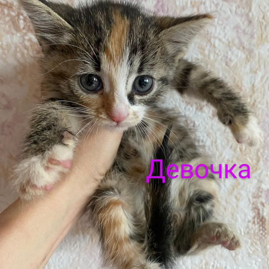 Девчушка малышка в ответственные ручки