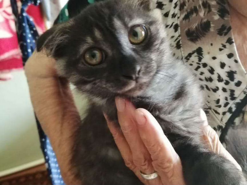 Кошка в дар бесплатно