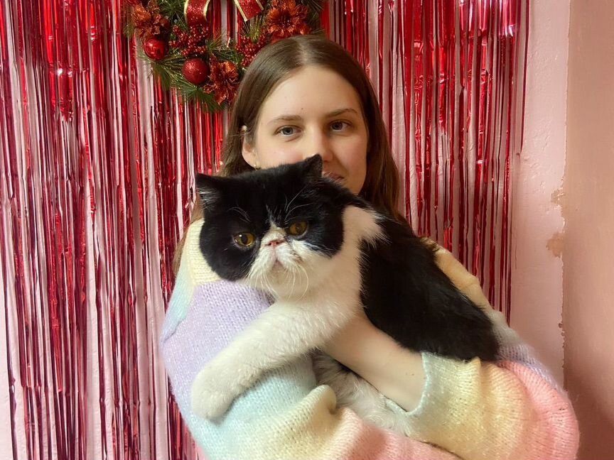 Котик экзот