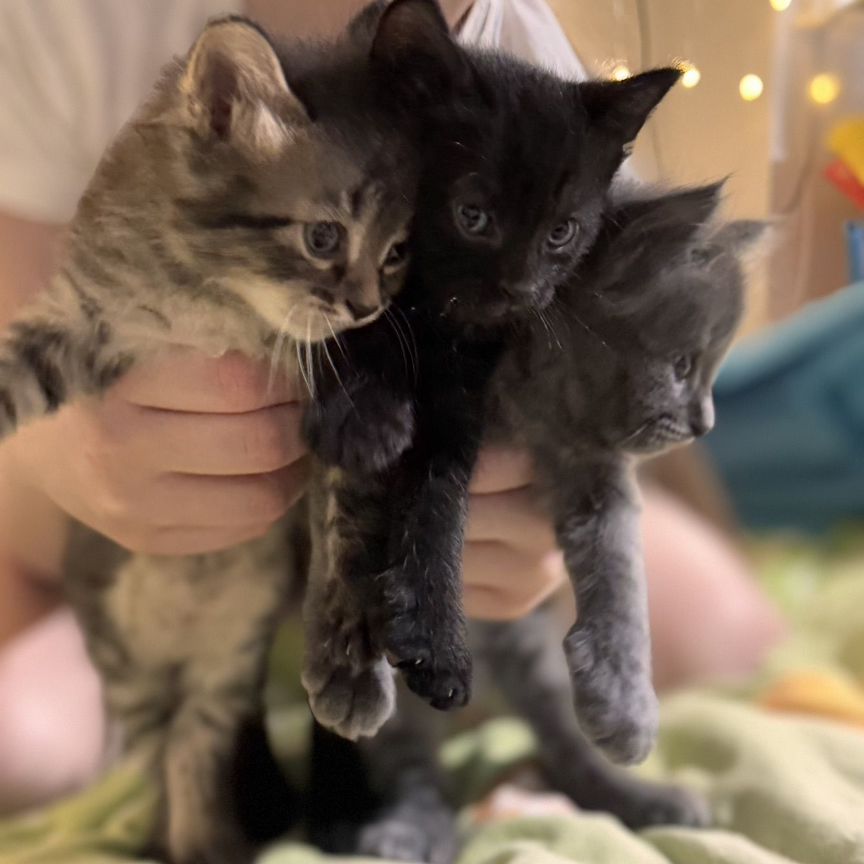 Котята
