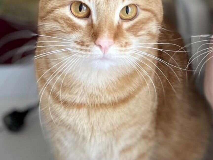 Рыжий котик