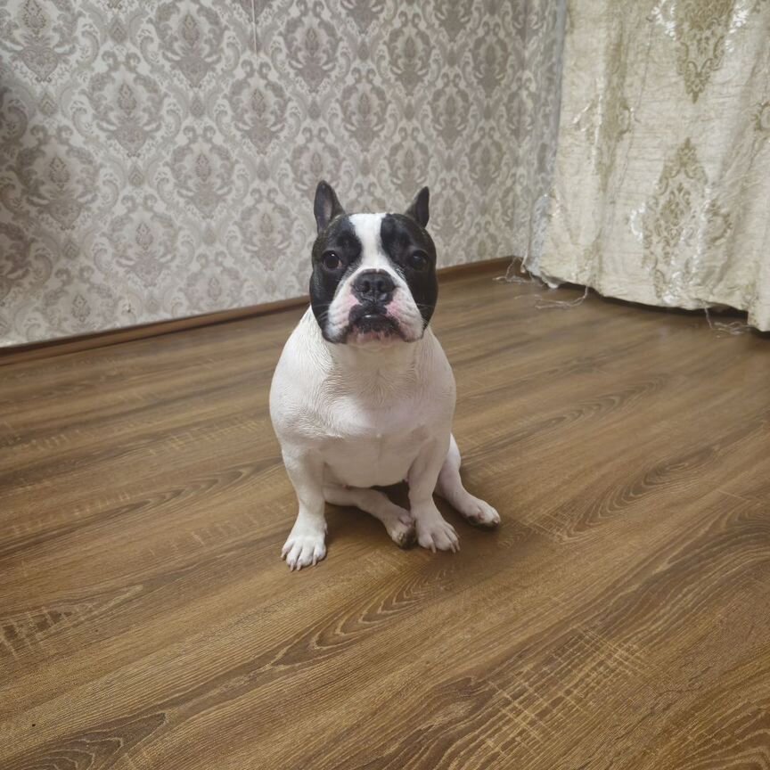 Французский бульдог