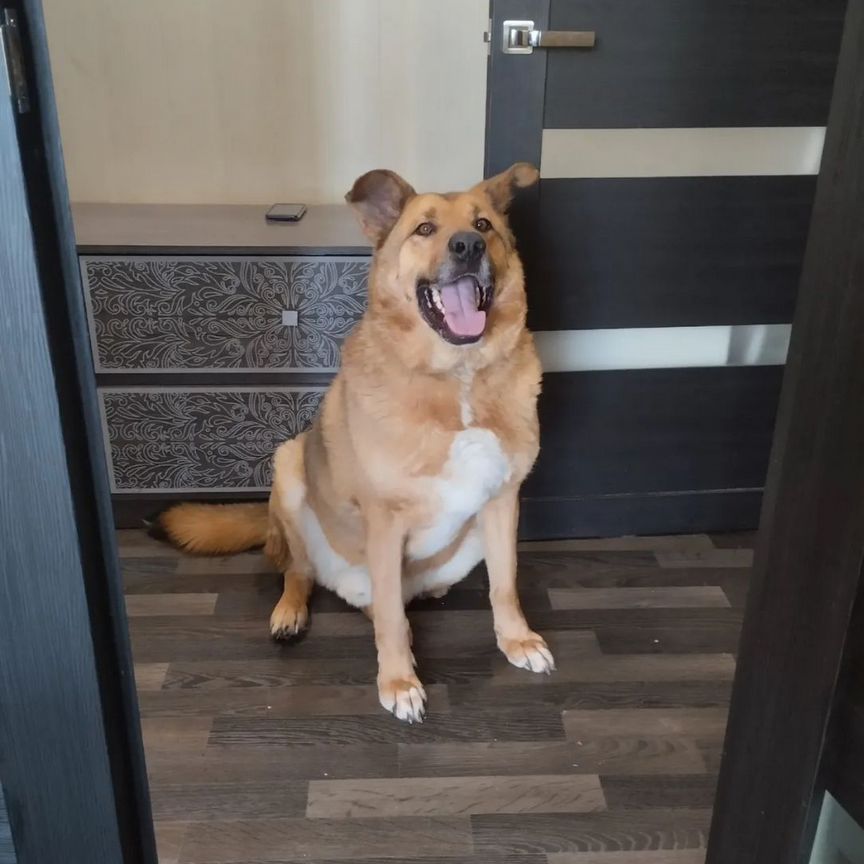 Лексус, огромный добряк