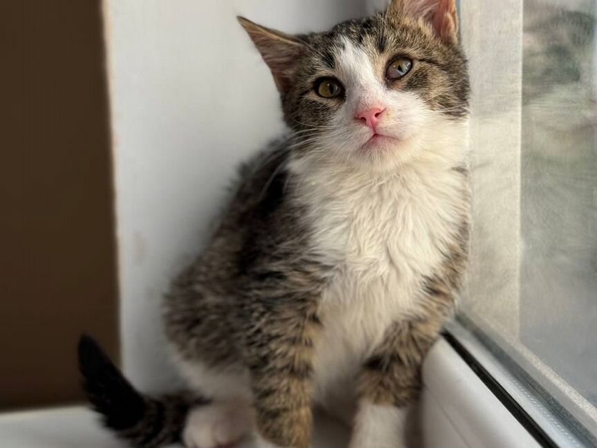 Красивые котята ищут дом