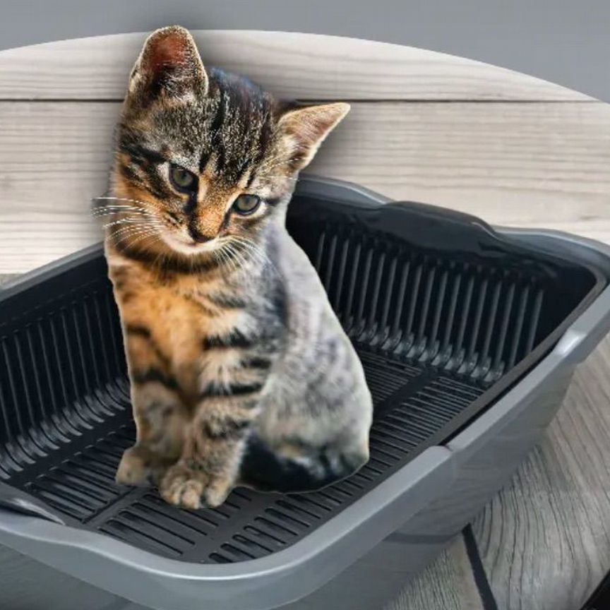 Лоток для кошек бу