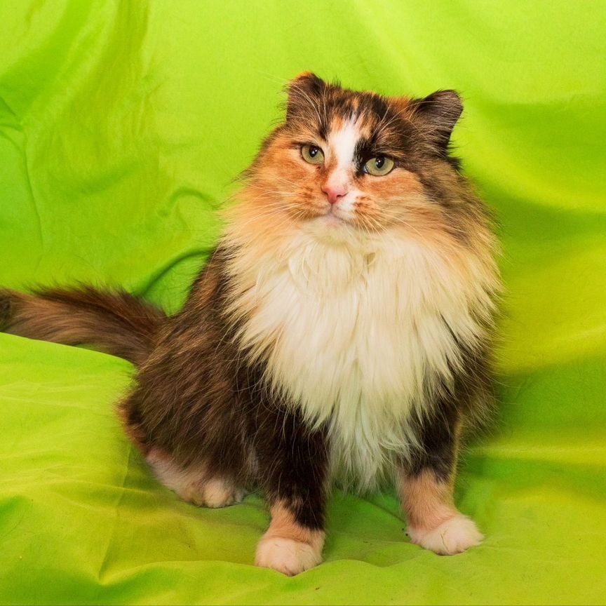 Кошечка Кармен в хорошую семью