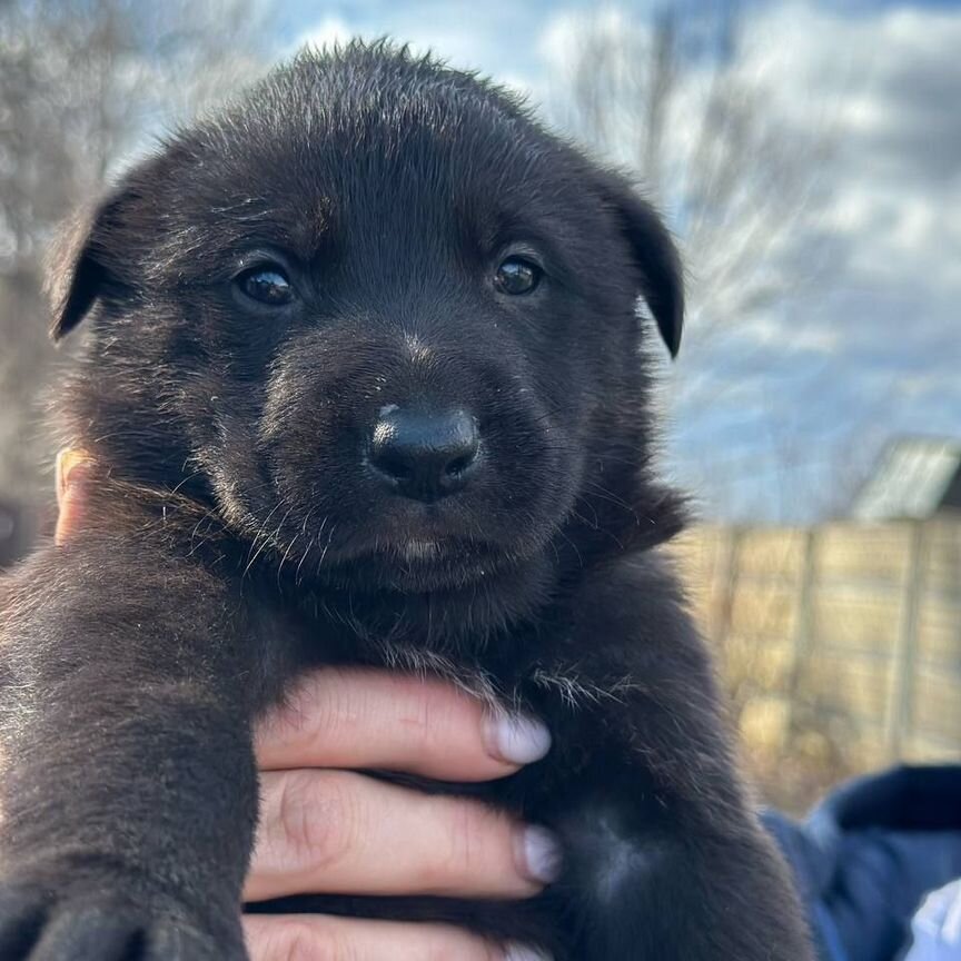 Щенки полукровки