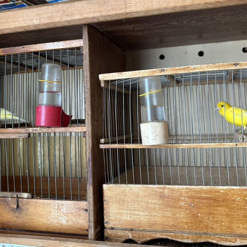 Кенара и канарейки