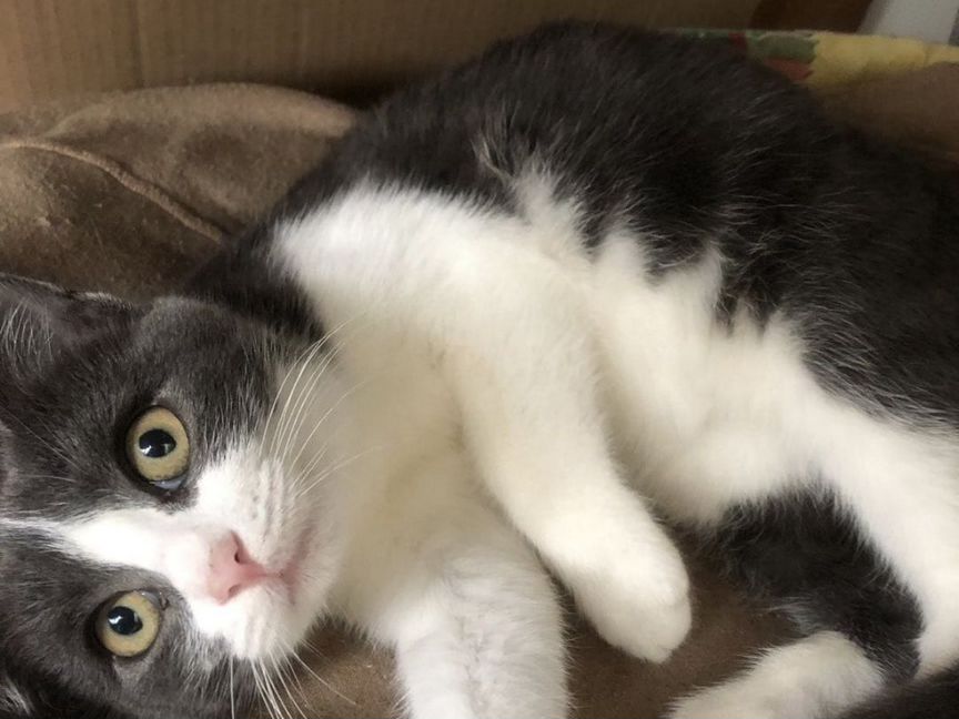 Котенок