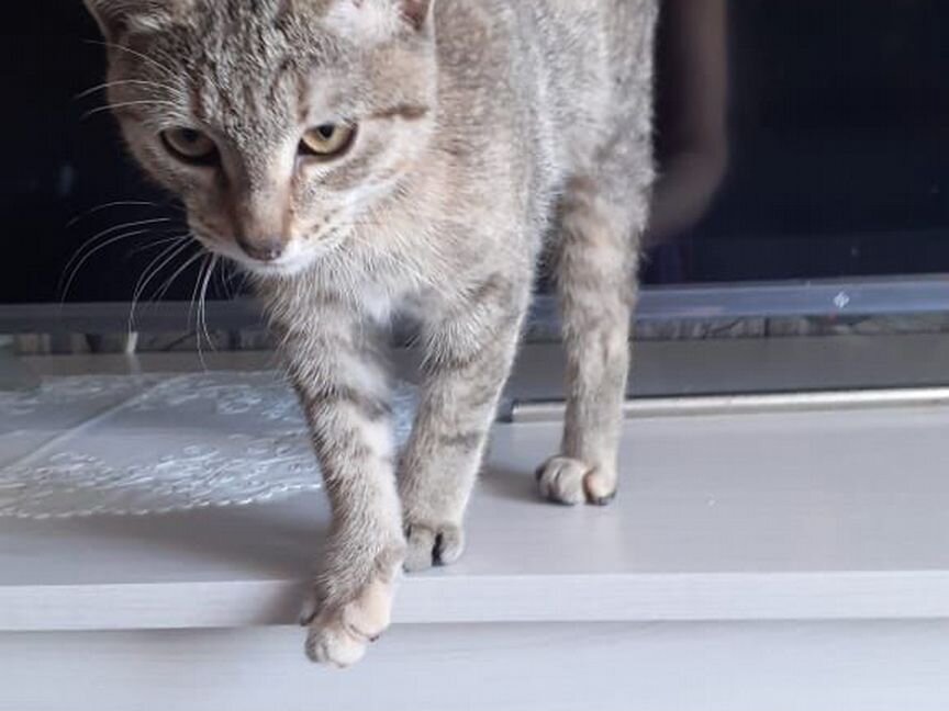Котёнок Сима