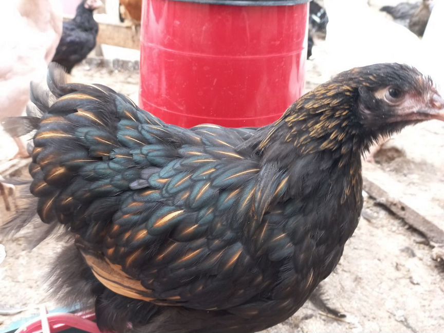 Куры орпингтон