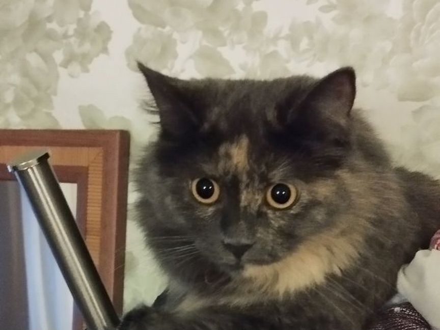 Кошка, 10 мес Пушильда