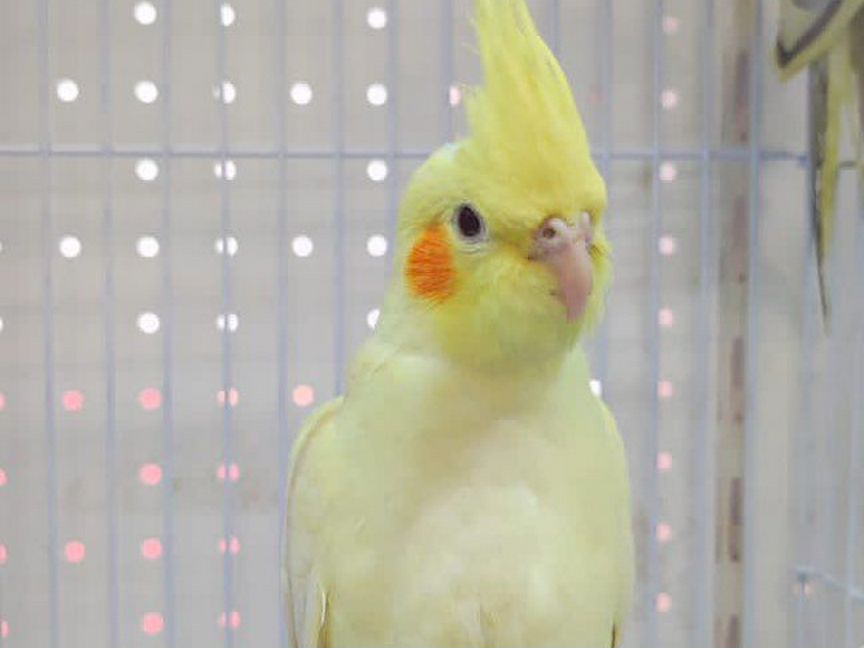 Попугай Корелла