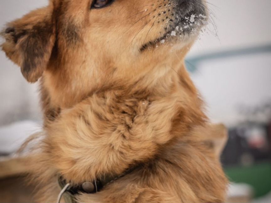 Ученый Оскар