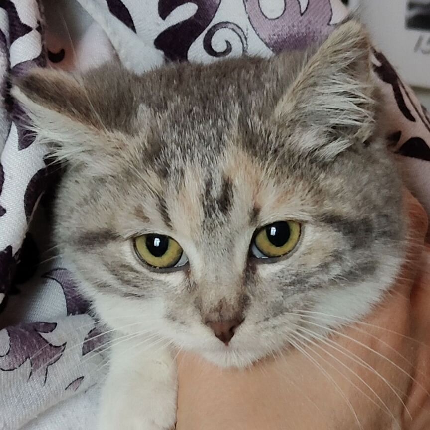 Котёнок