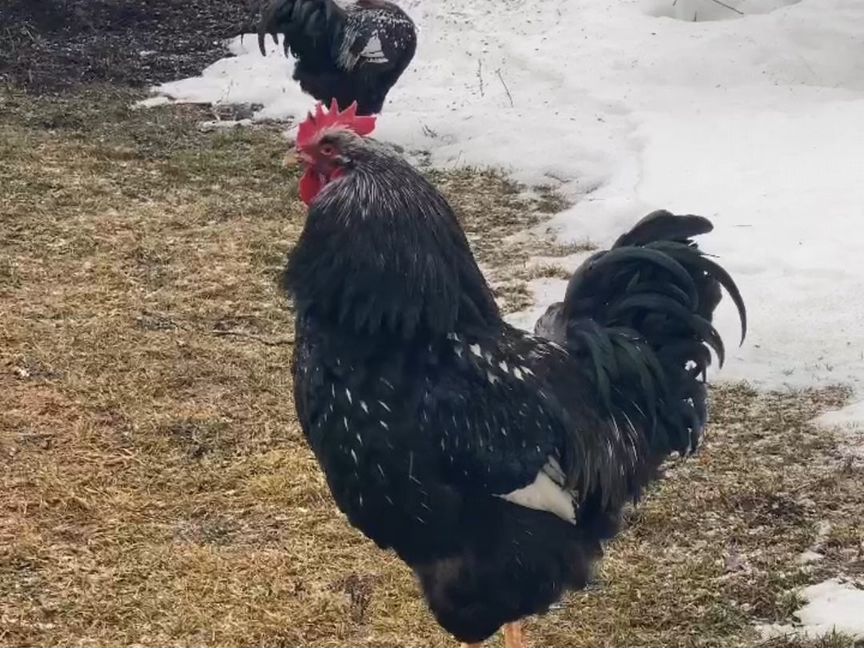 Петухи Барневельдеры серебро