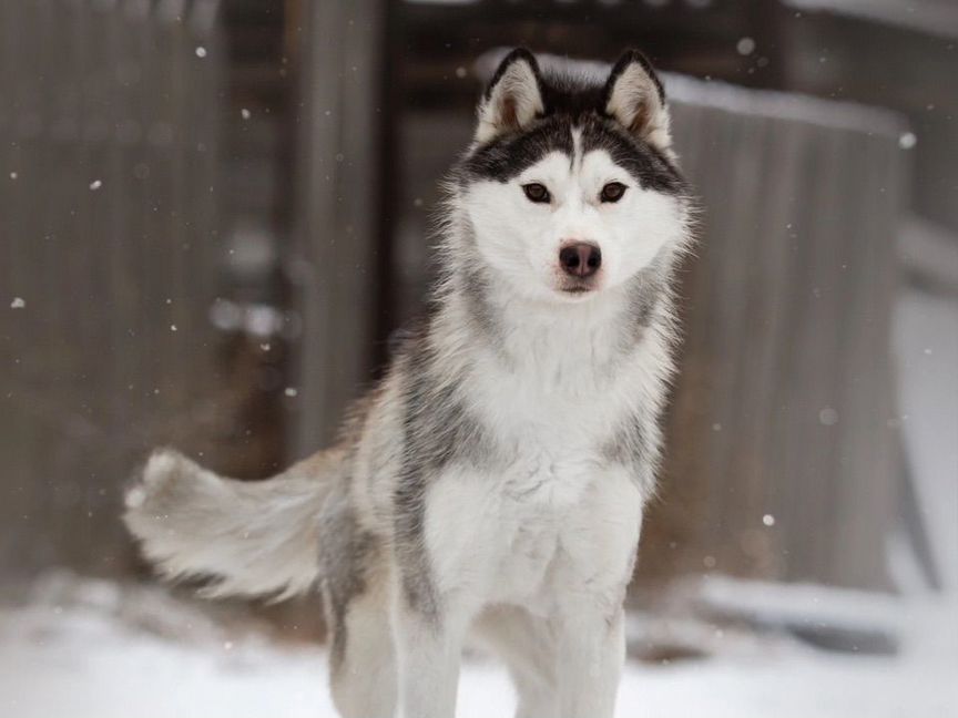 Маленькая активная хасочка Санса