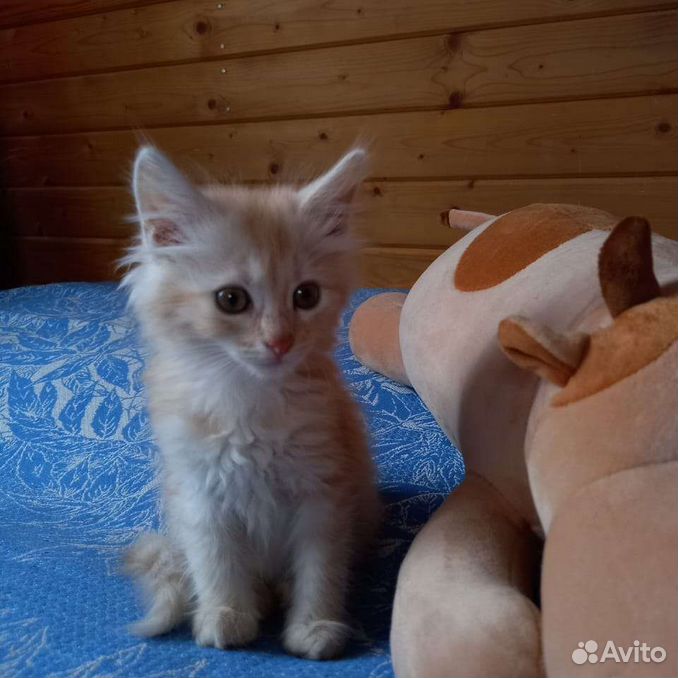 Персик хочет домой