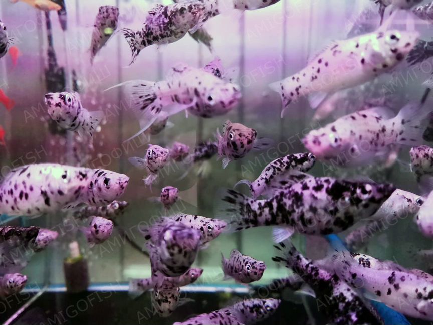 Моллинезия Лирохвостая Далматин