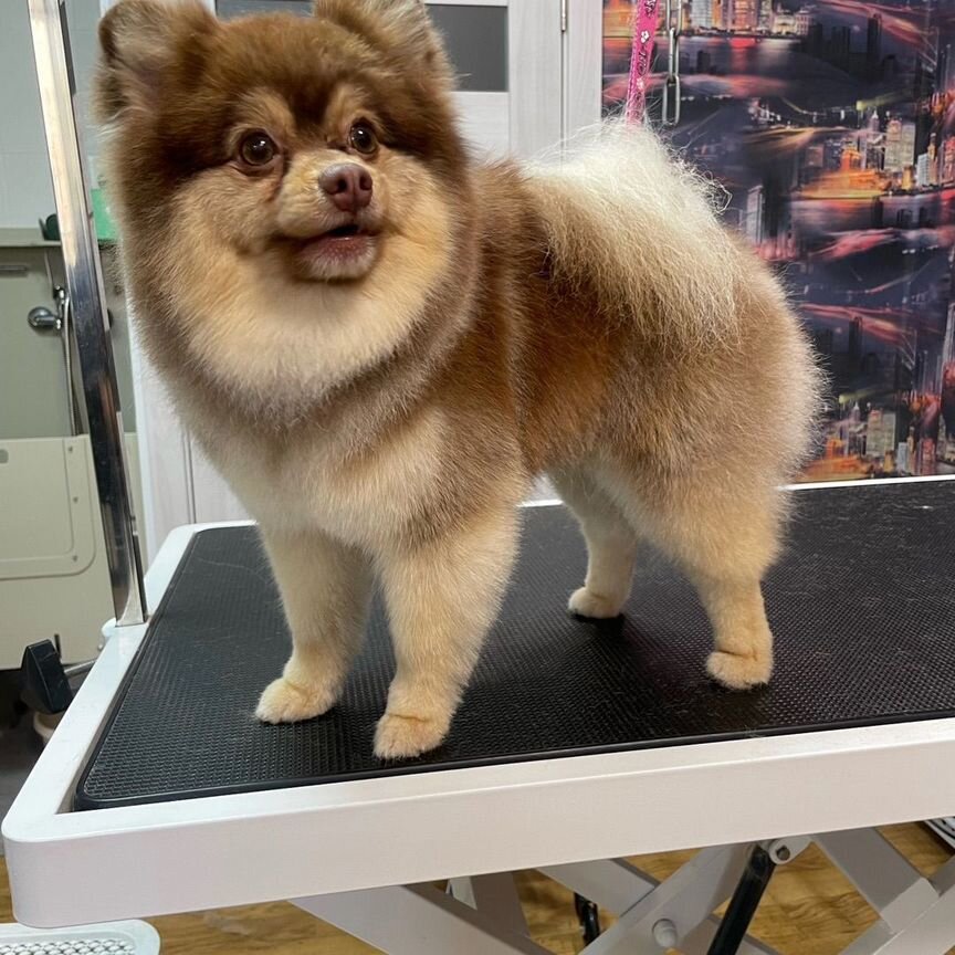 Немецкий шпиц вязка