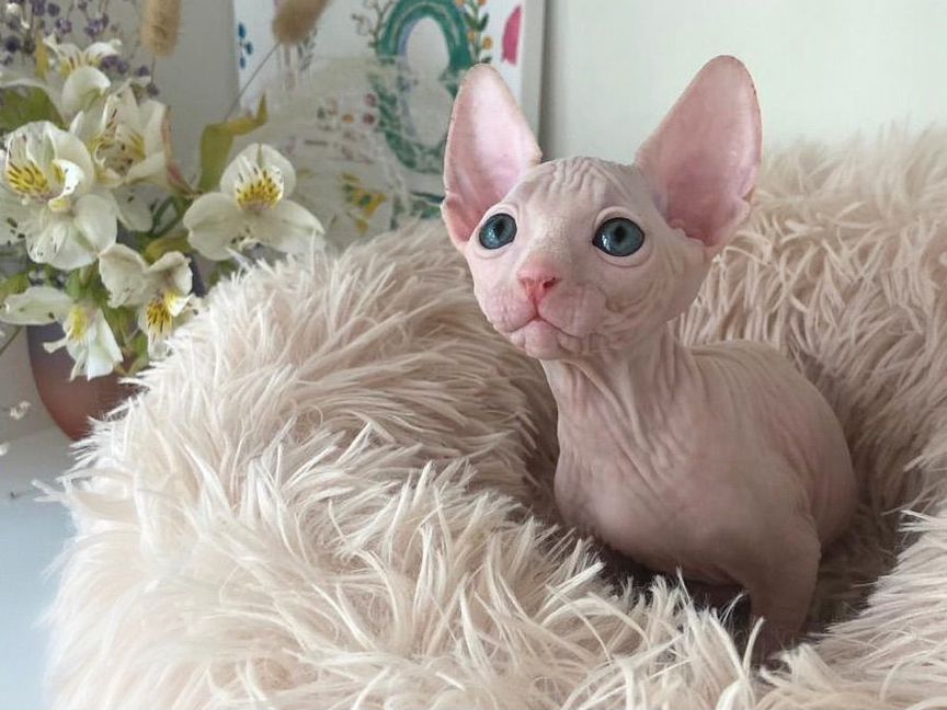 Канадский сфинкс котенок