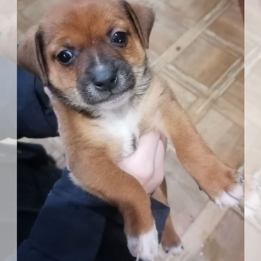 Русский той-терьер, щенок