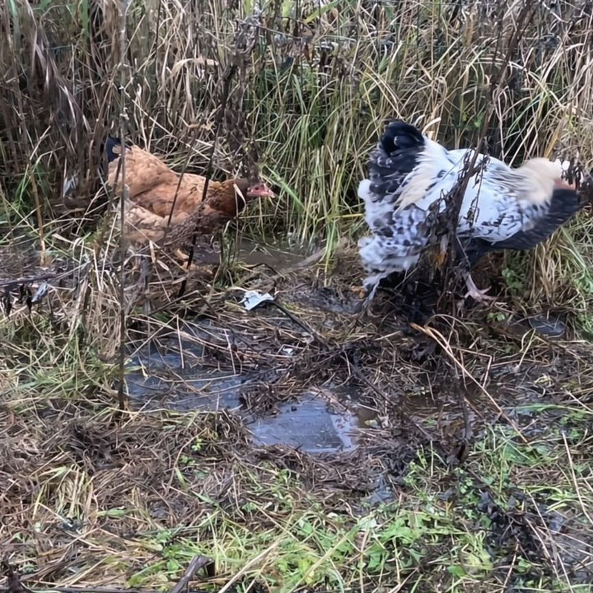 Куры молодки брама