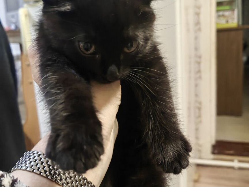 Котята и кошки