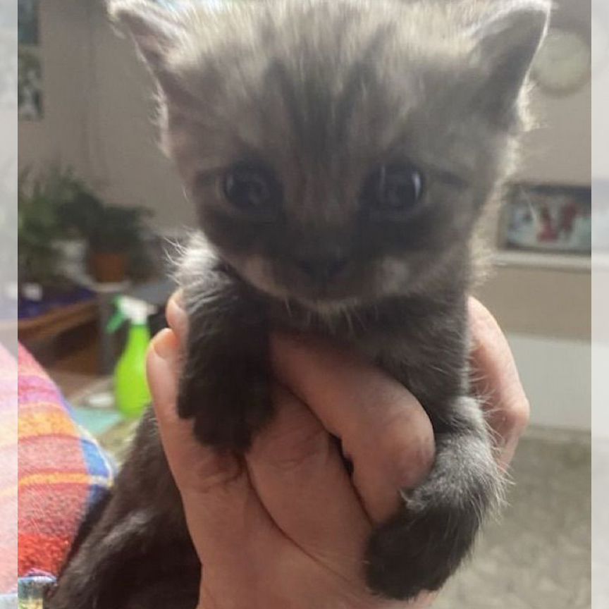 Британский короткошёрстный котёнок