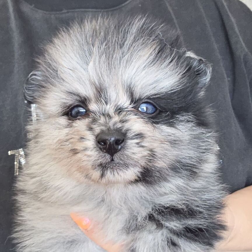 Померанский шпиц, щенок