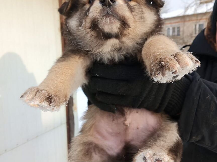 Щенята и мама Нужен дом каждому