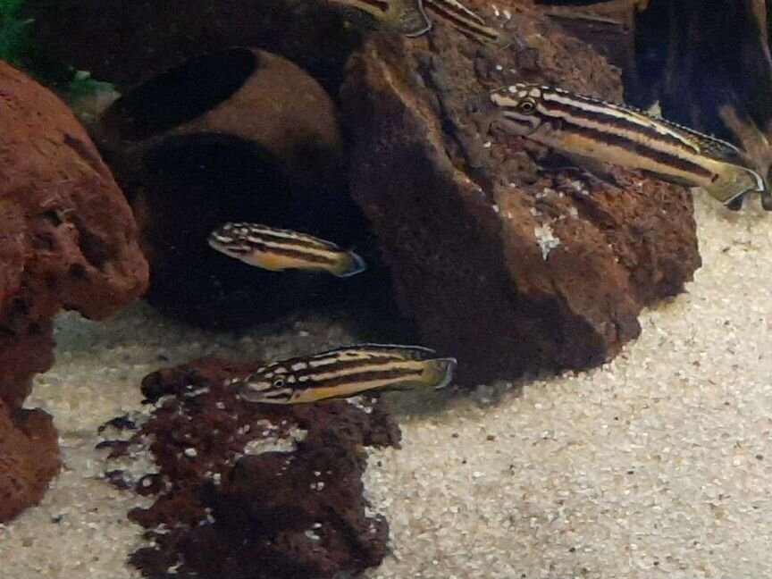 Юлидохромис