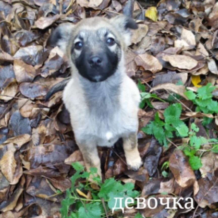 Щенок в добрые руки