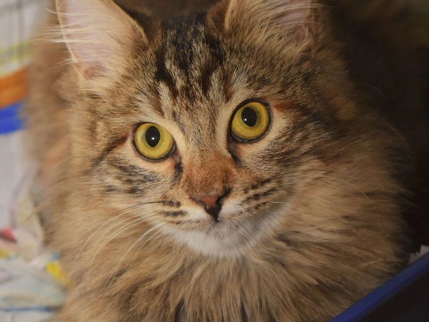 Кошки в добрые руки