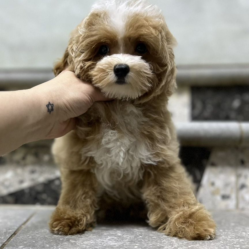 Мальтипу, щенок