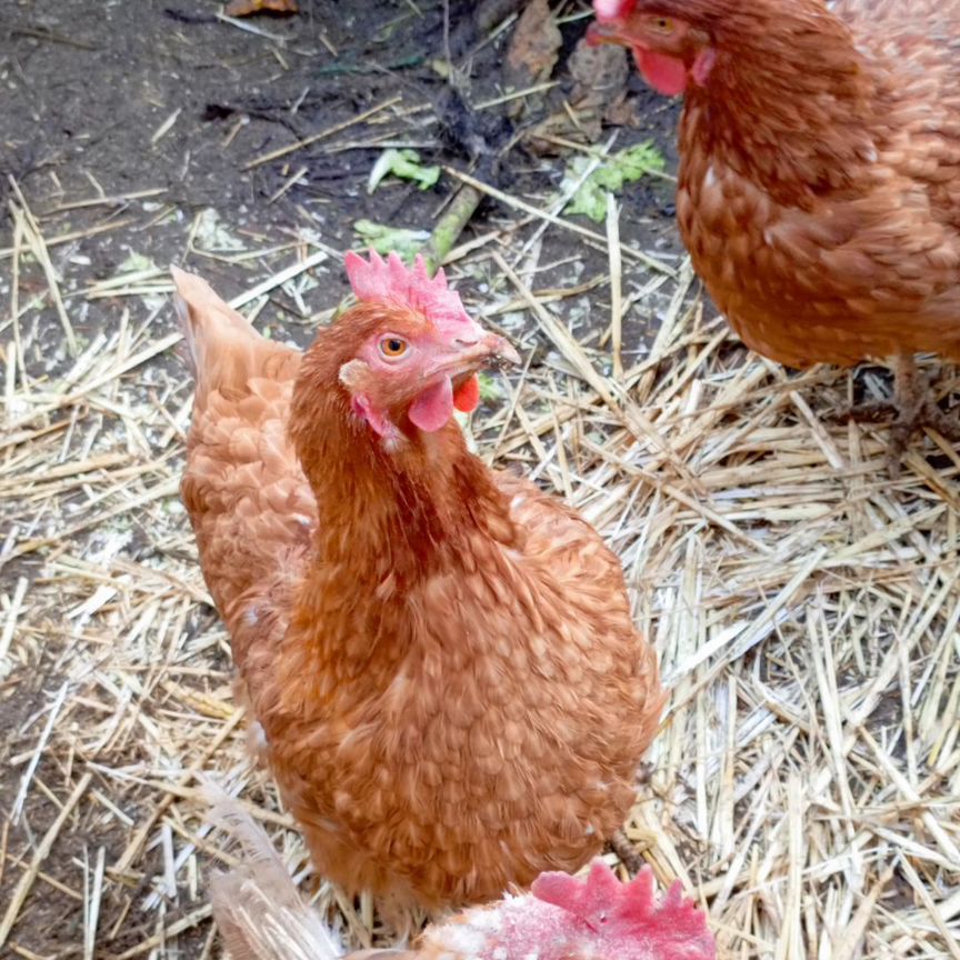 Куры несушки продам