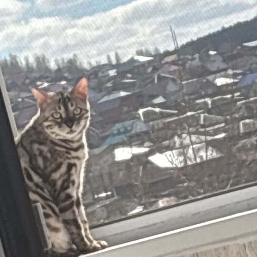 Бенгальская, взрослая кошка