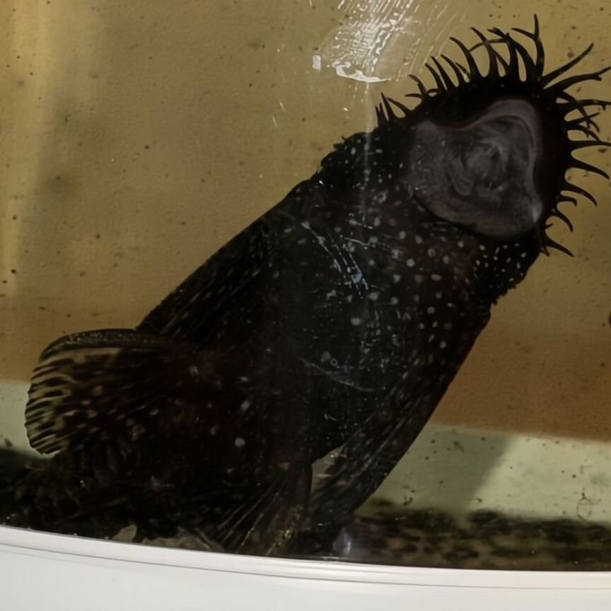 Сомик анциструс