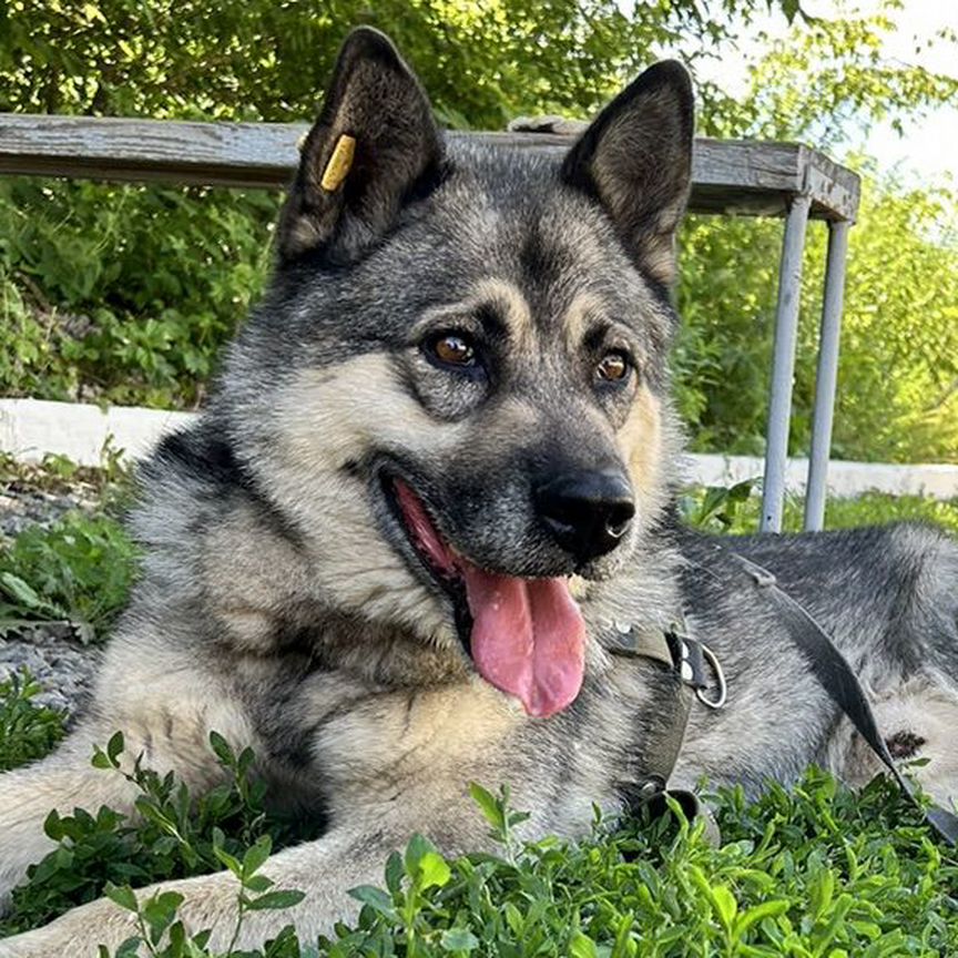 Метис маламута