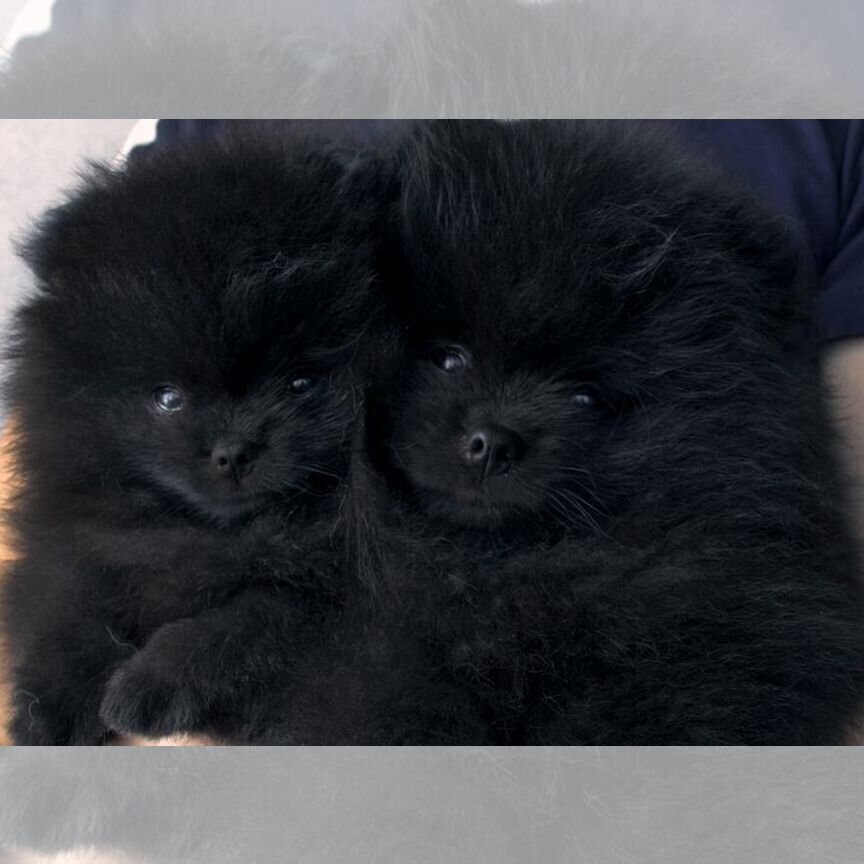 Померанский шпиц, щенок