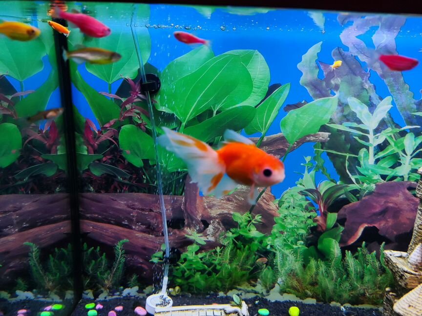 Золотая рыбка оранда