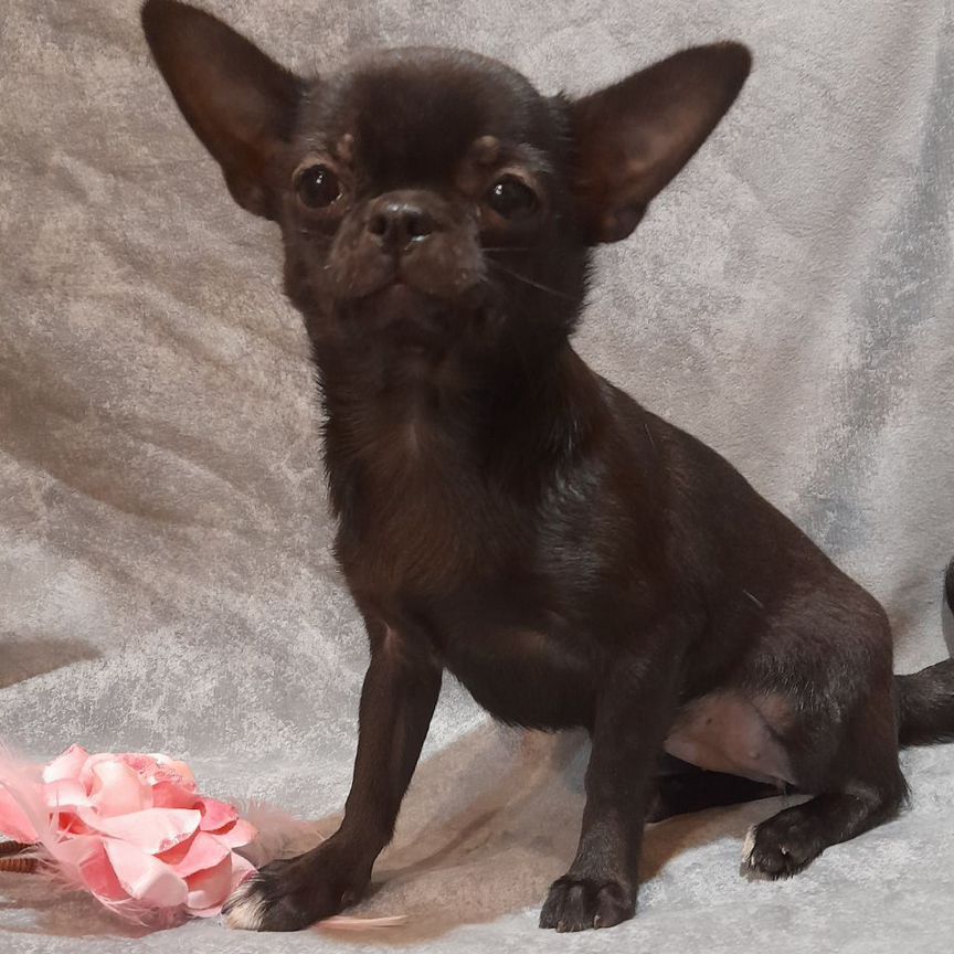 Йоркширский терьер, щенок