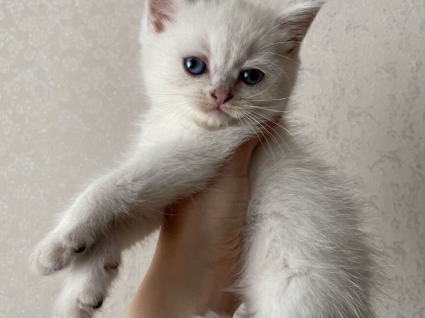 Шотландские котята серебристая шиншилла