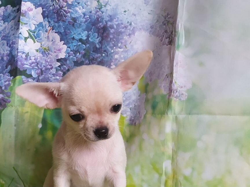 Мини собака улыбака