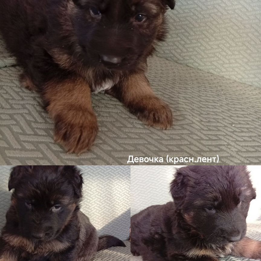 Щенки немецкой овчарки длинношерстной