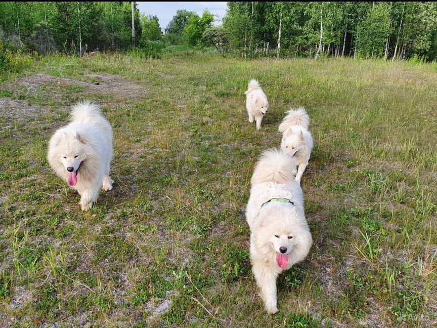 Самоедская лайка щенки