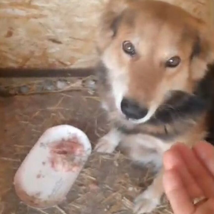 Взрослый пёс в добрые руки